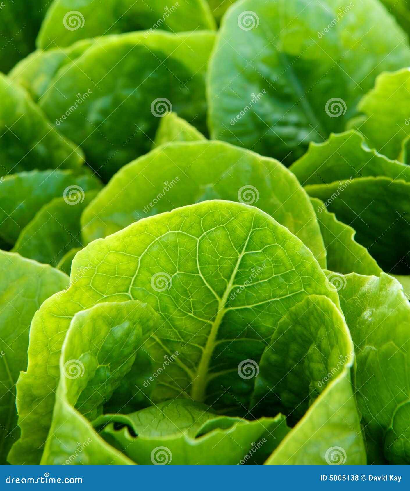 Fresh Lettuce stock photo. Image of organic, green, farmers - 5005138