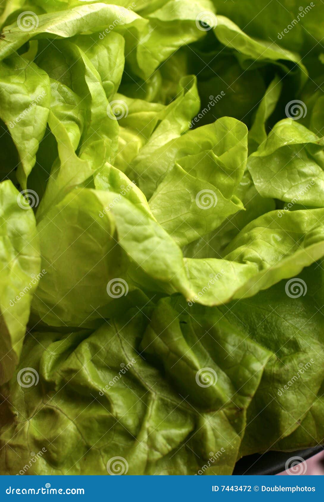 Fresh lettuce stock photo. Image of nutrients, light, healthy - 7443472