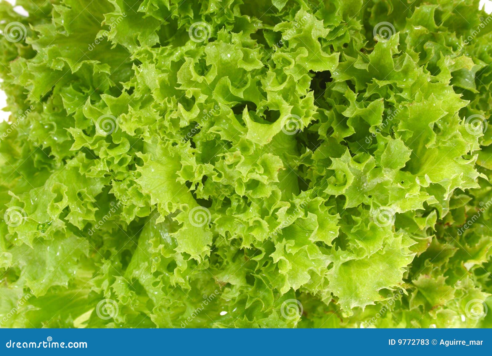 Fresh lettuce stock image. Image of botany, dieting, lush - 9772783