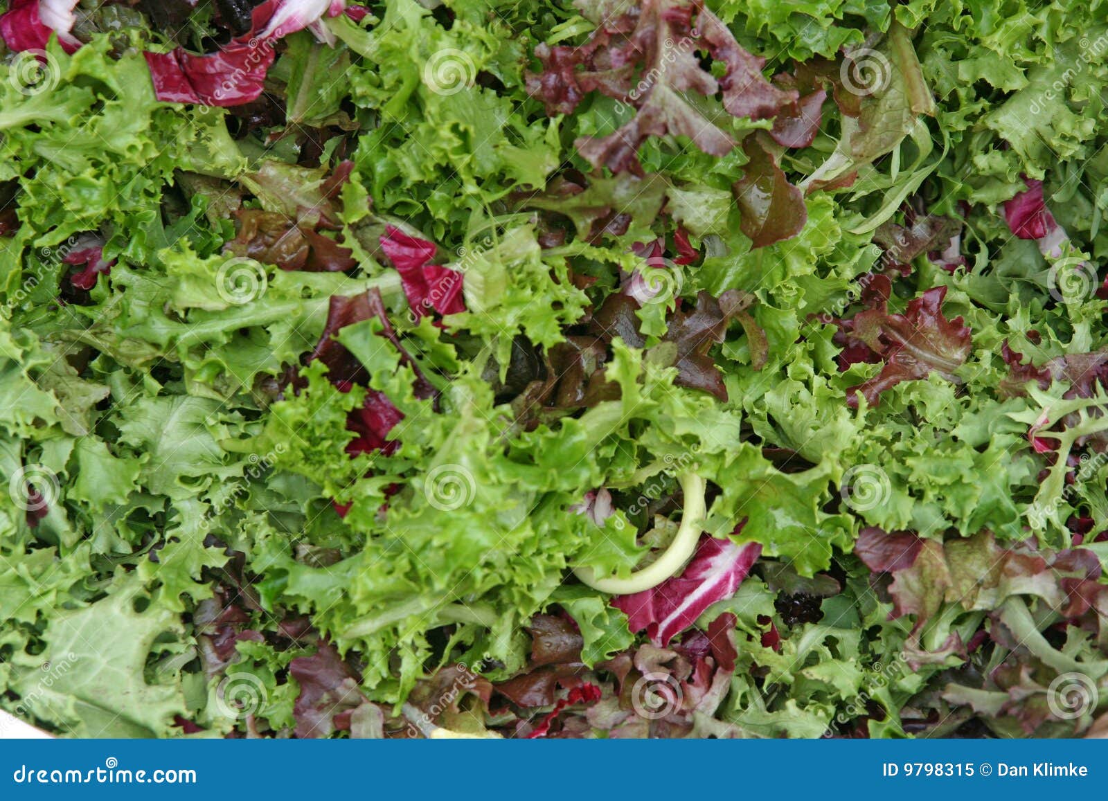 Fresh Lettuce stock image. Image of crunch, aroma, green - 9798315