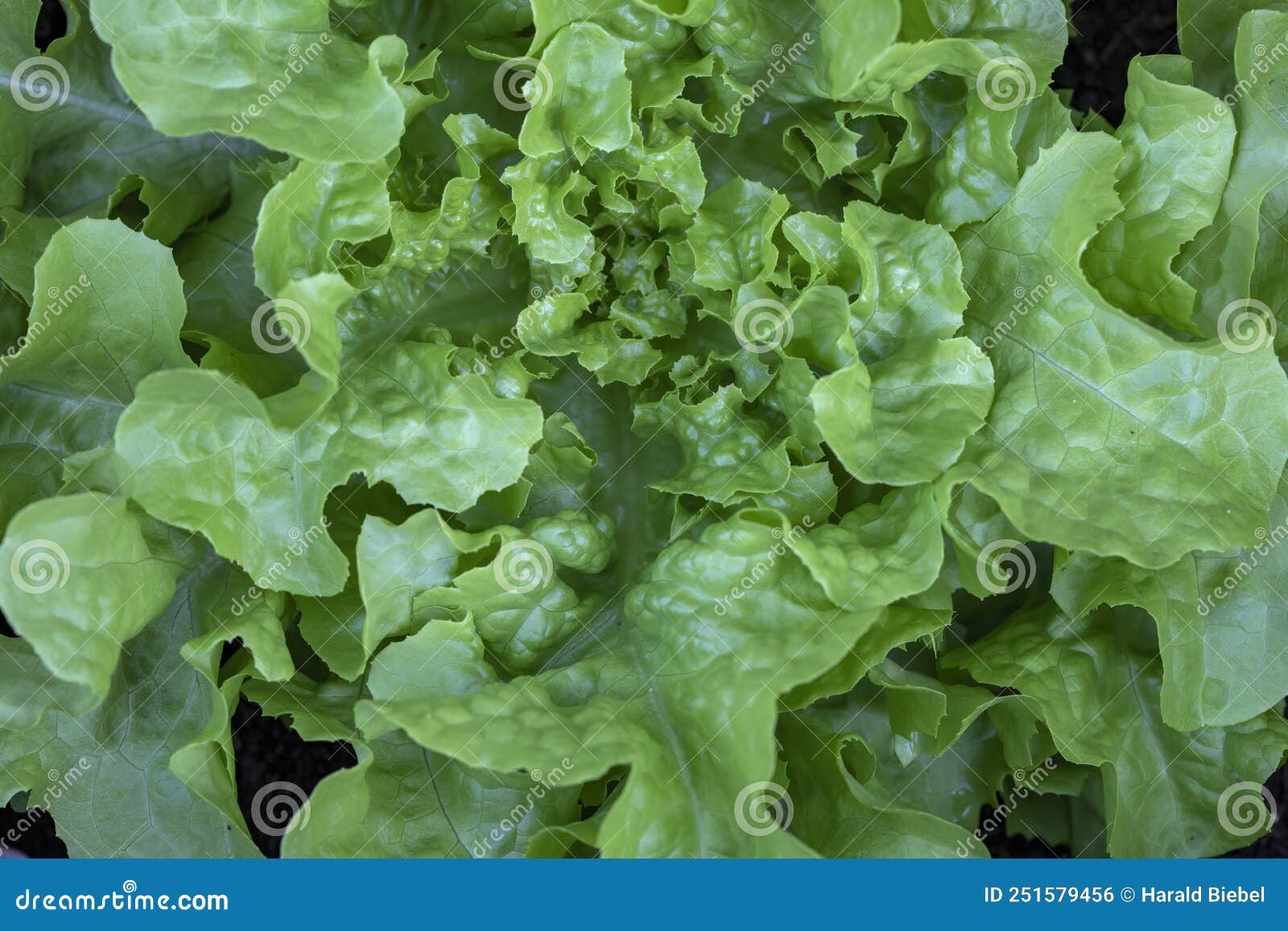 Fresh Lettuce As Background Stock Photo - Image of leaf, eating: 251579456