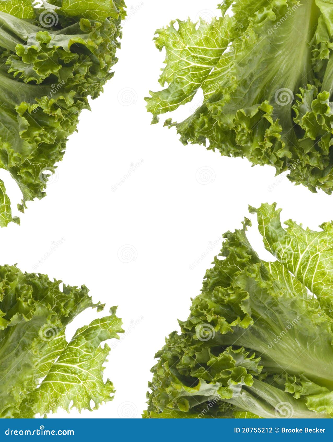 Fresh Lettuce Background stock photo. Image of vibrant - 20755212
