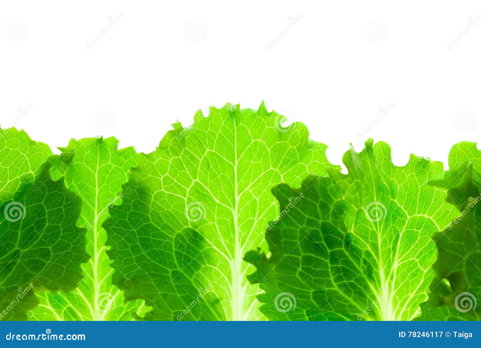 Fresh Lettuce Border / Leaves Isolated on White Stock Image - Image of ...