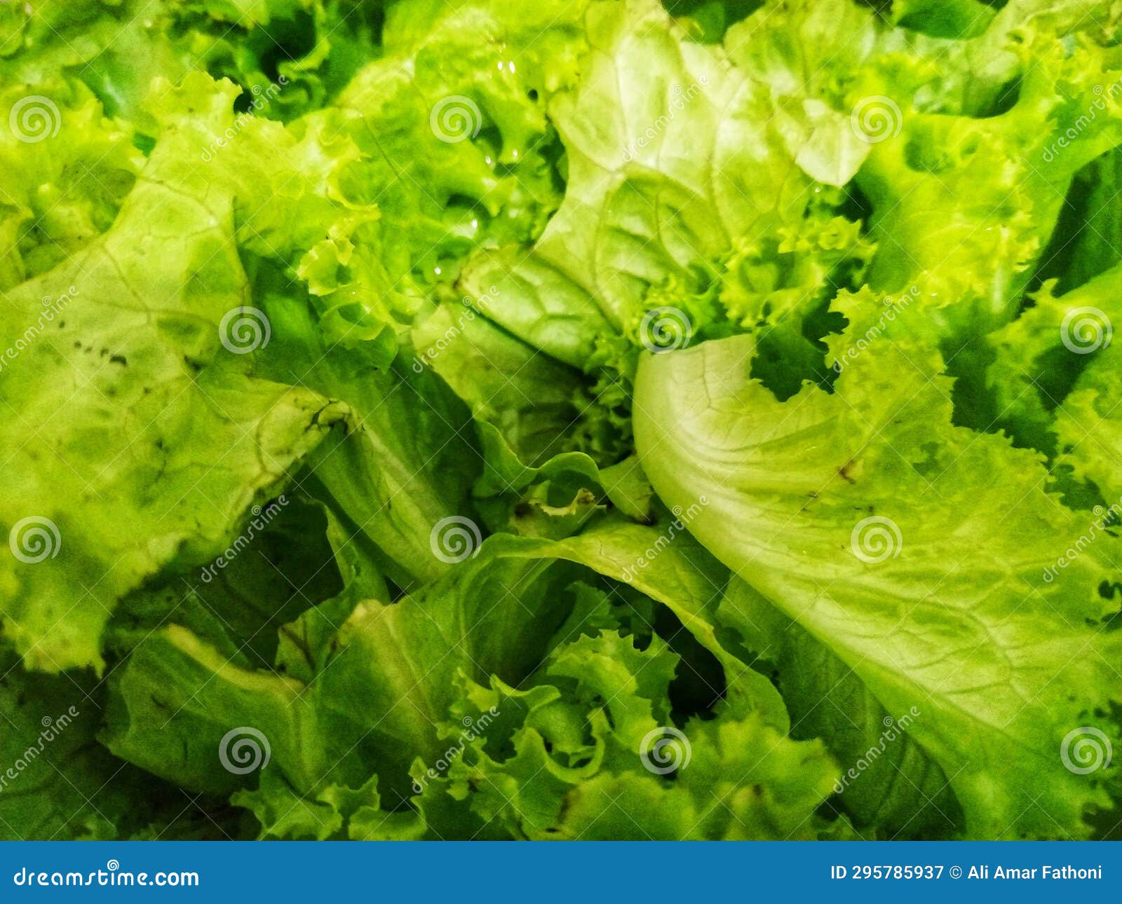Fresh lettuce stock image. Image of lettuce, bunch, fresh - 295785937