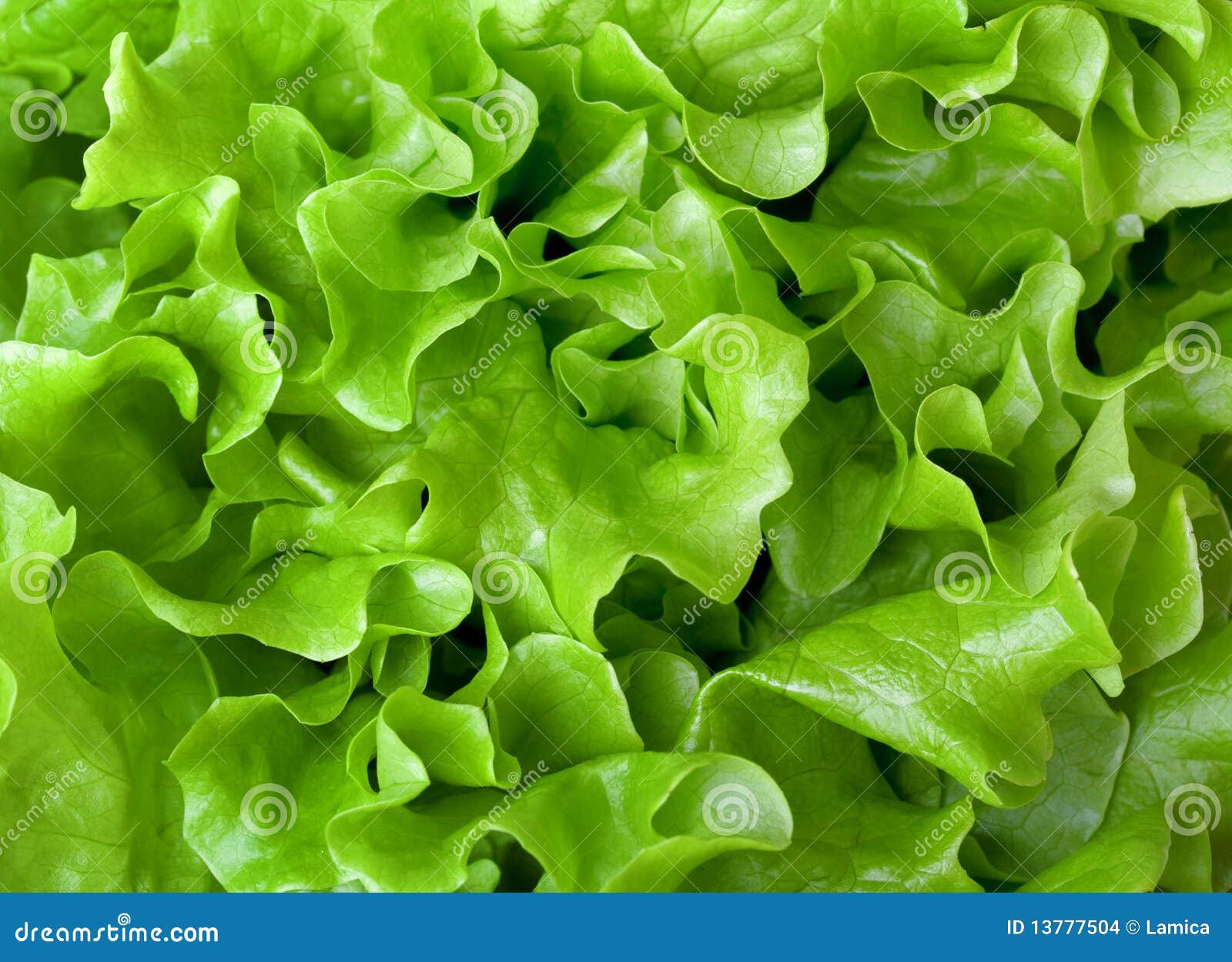 Fresh lettuce close-up stock photo. Image of delicious - 13777504