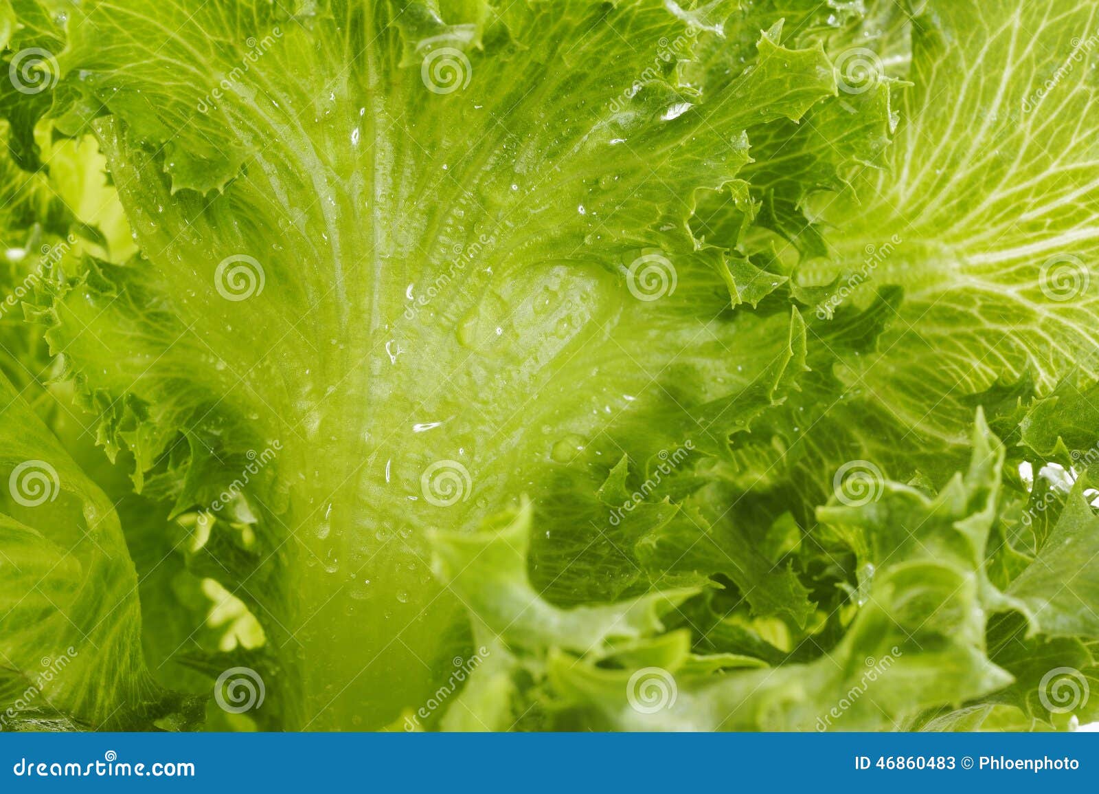 Fresh lettuce stock image. Image of greenhouse, farm - 46860483