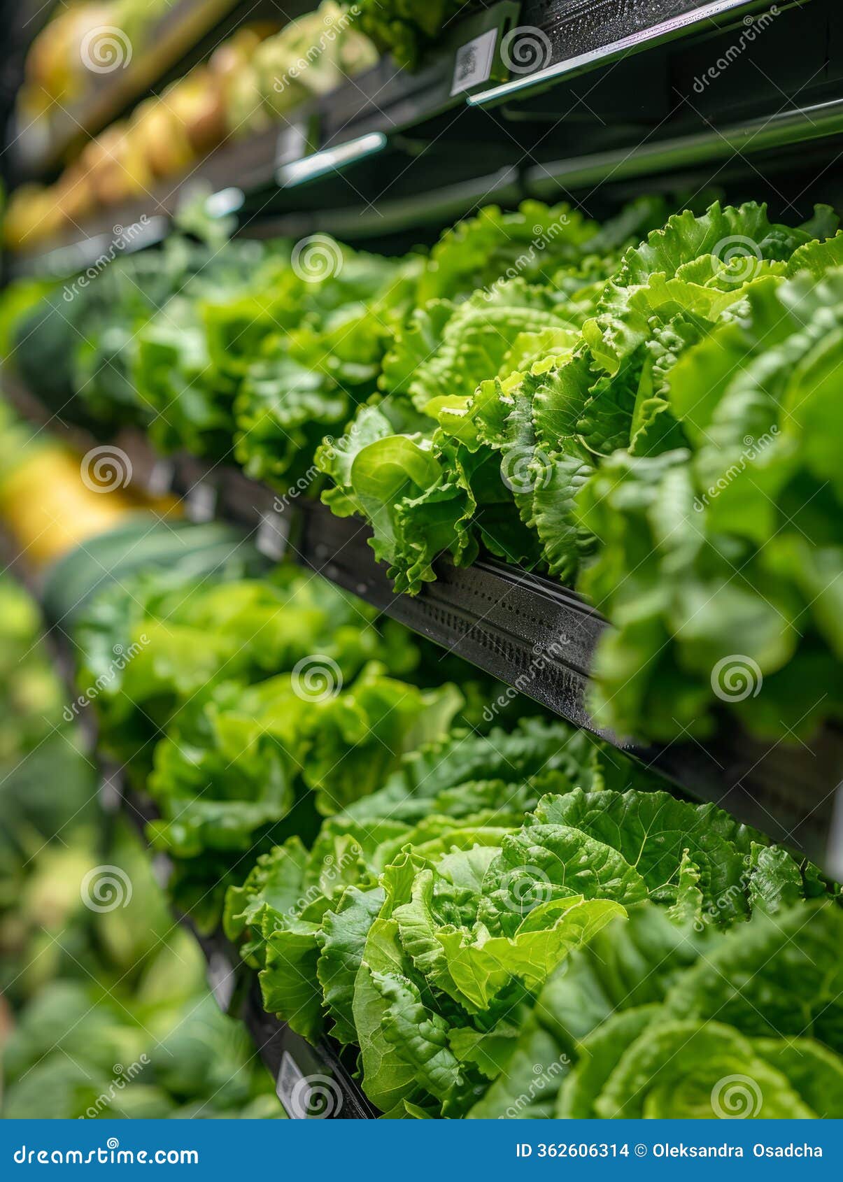 Fresh Lettuce on Display in a Grocery Store Produce Aisle Stock Photo ... Fresh Lettuce on Display in a Grocery Store Produce Aisle Stock Photo ...