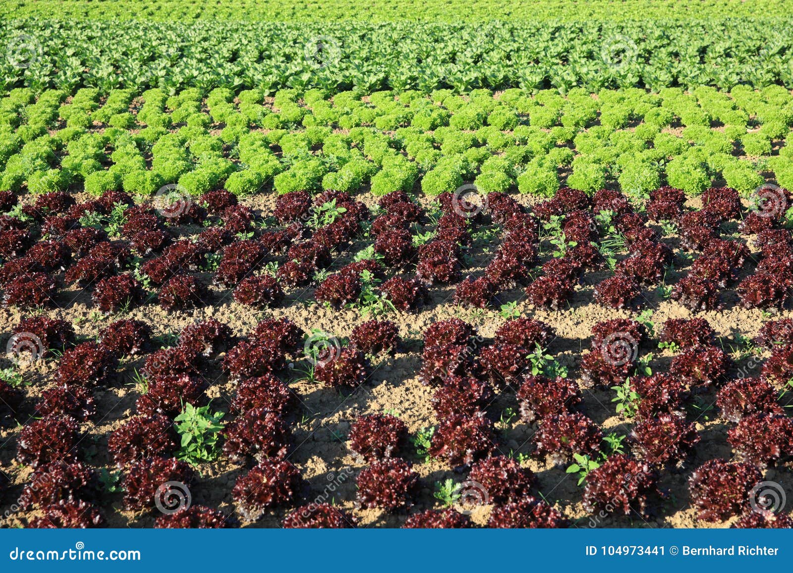 Fresh Lettuce on the Field stock image. Image of romaine - 104973441