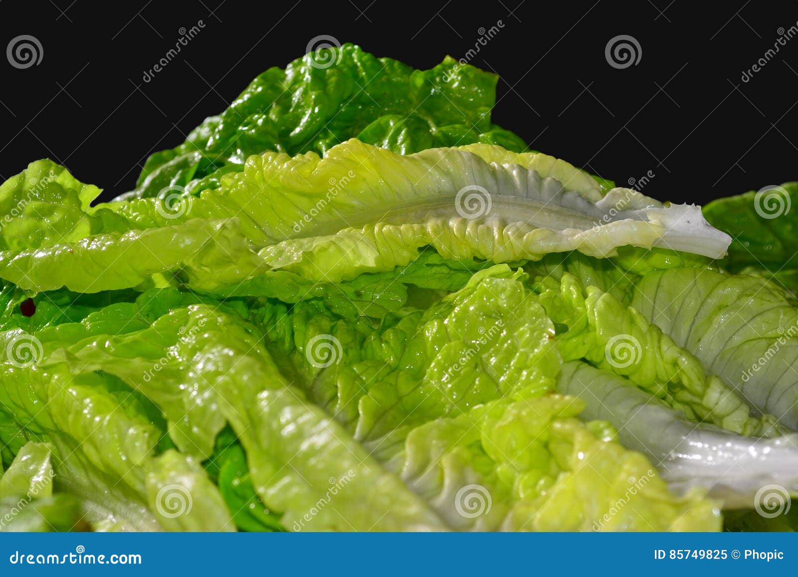 Fresh Lettuce 2 stock image. Image of fruit, array, leaves - 85749825