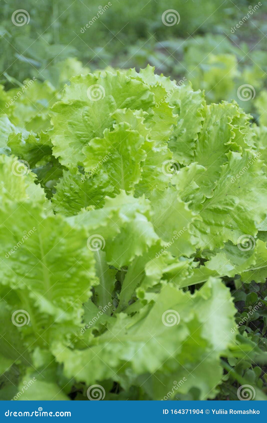 Fresh Lettuce in the Garden. Fresh Red Lettuce Stock Photo - Image of ...