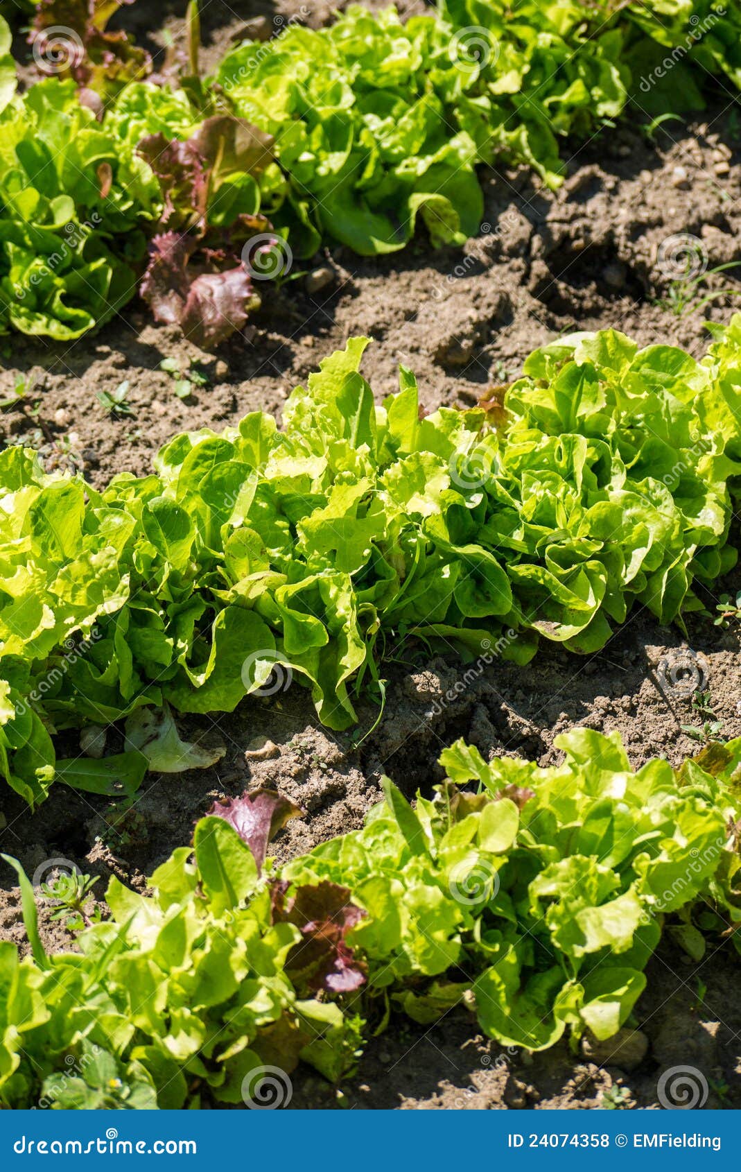 Fresh Lettuce in Garden Row Stock Photo - Image of green, veggies: 24074358