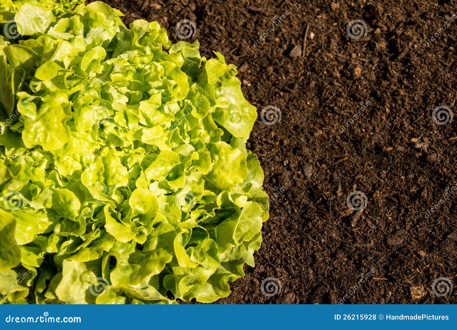 Fresh Lettuce in the Garden (top View) Stock Photo - Image of field ...