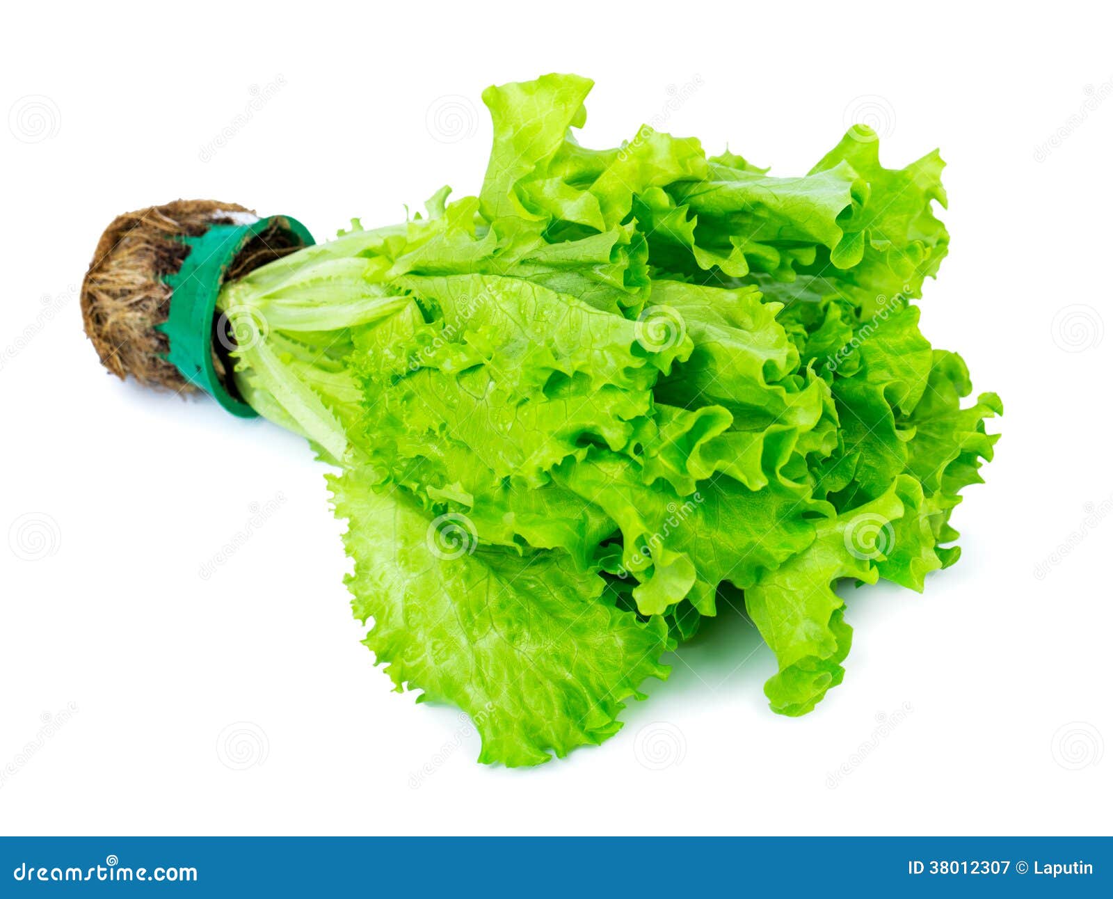 Fresh Lettuce stock image. Image of nature, refreshment - 38012307