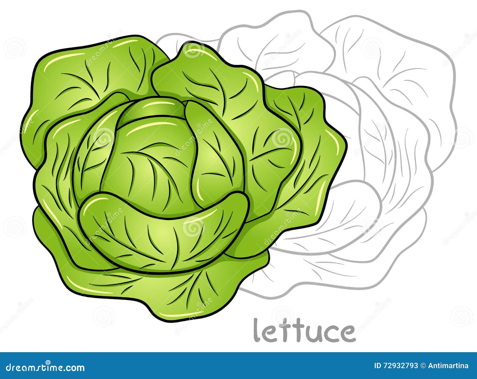 Fresh lettuce head stock vector. Illustration of vitamin - 72932793