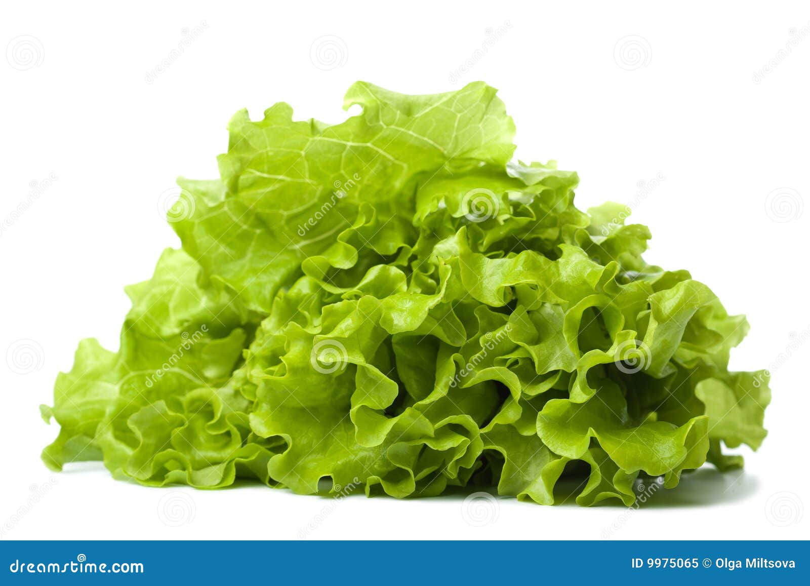 Fresh lettuce isolated stock image. Image of tasty, lunch - 9975065