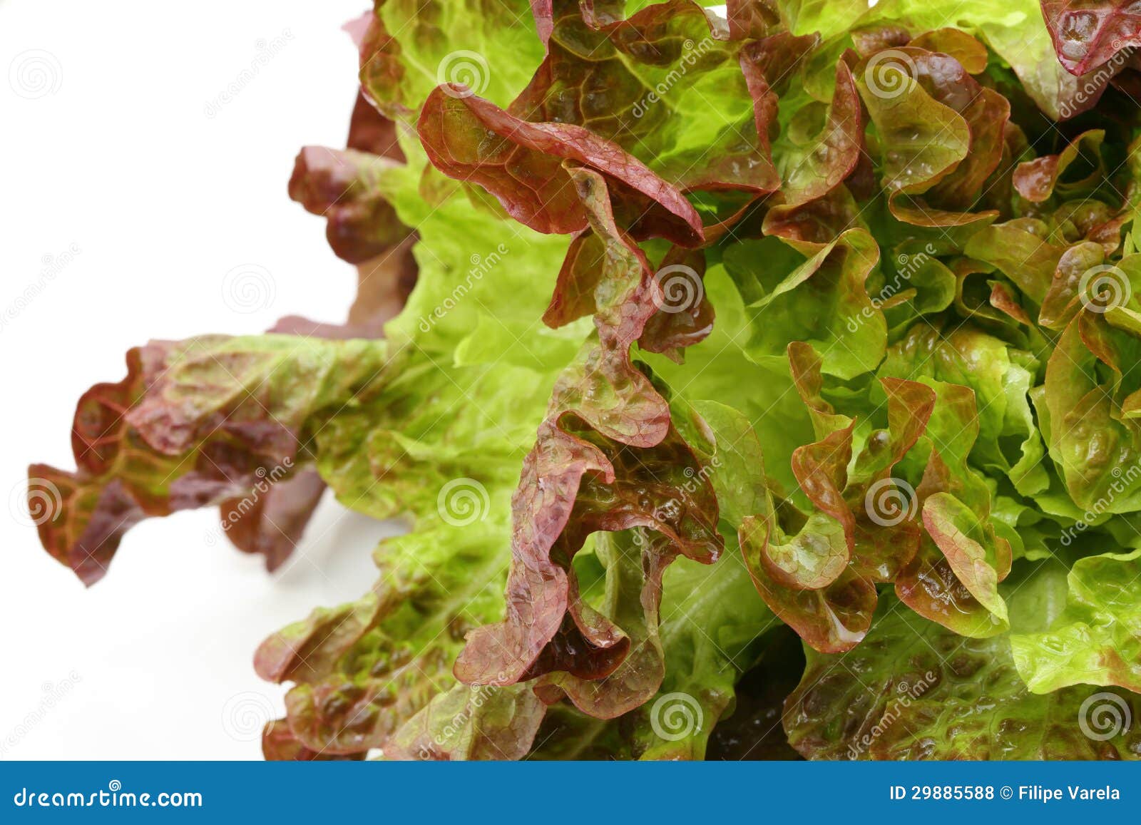 Fresh lettuce isolated stock photo. Image of dark, blue - 29885588