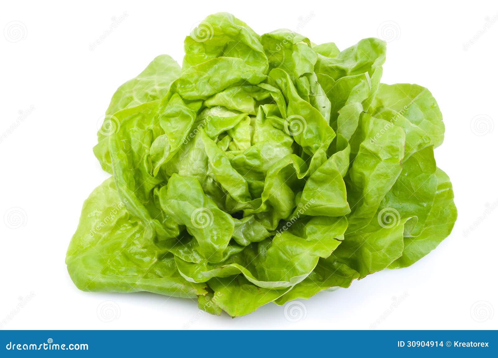 Fresh lettuce stock photo. Image of leaf, produce, healthy - 30904914