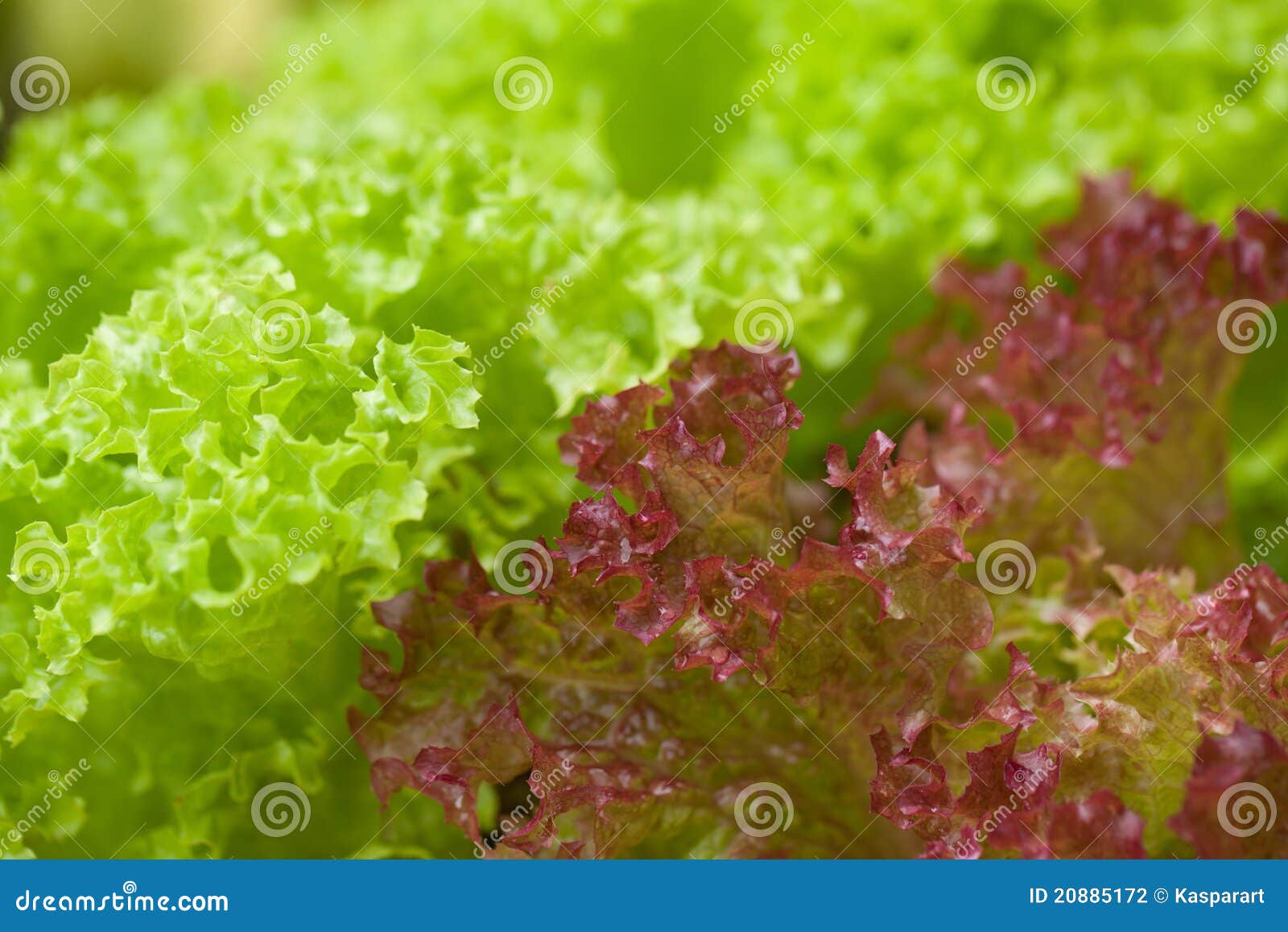Lettuce (Lactuca Sativa) Stock Image | CartoonDealer.com #56880799