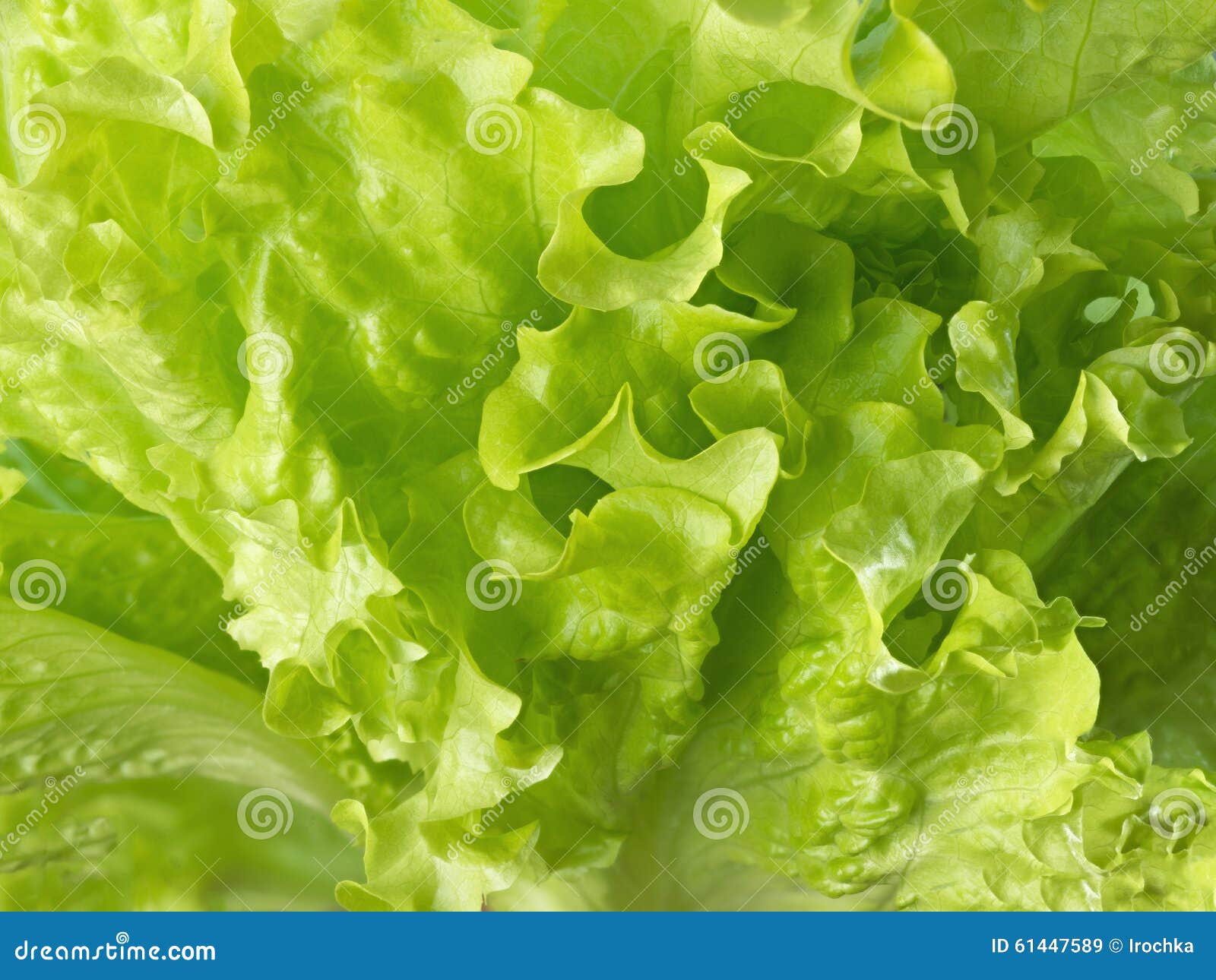 Fresh lettuce leaves. stock image. Image of green, fresh - 61447589