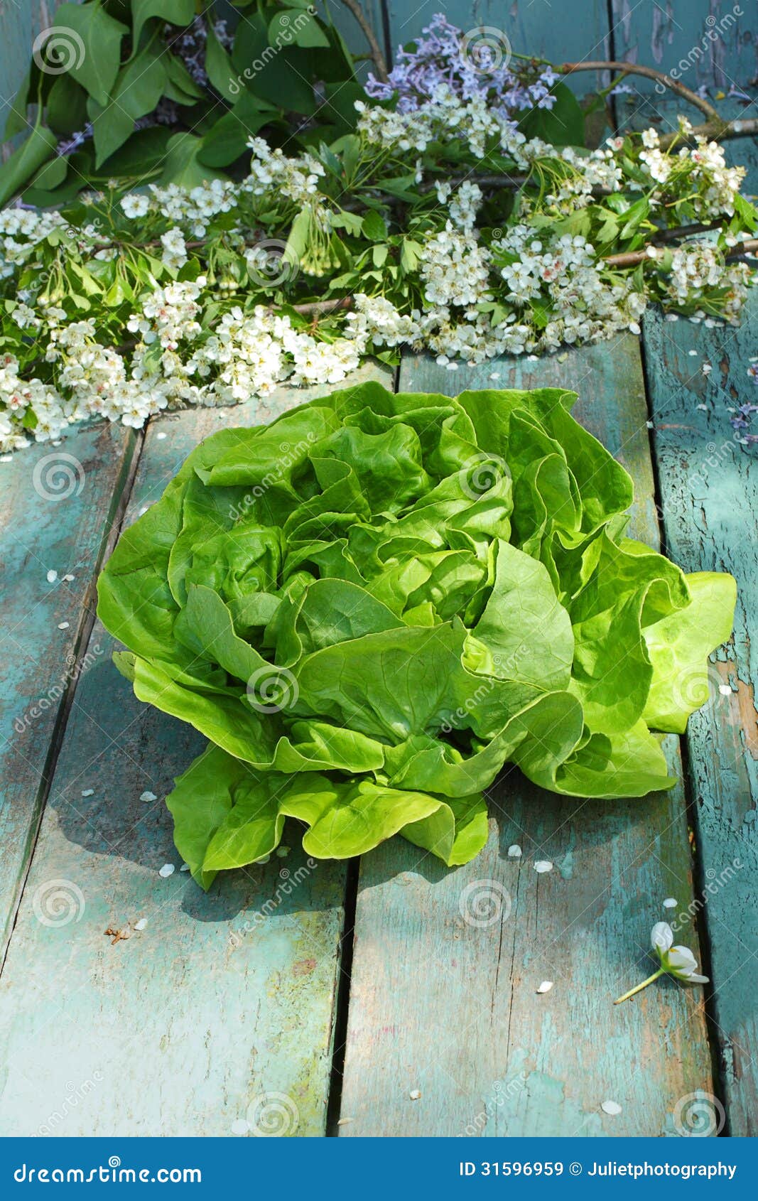 Fresh lettuce stock image. Image of groceries, green - 31596959