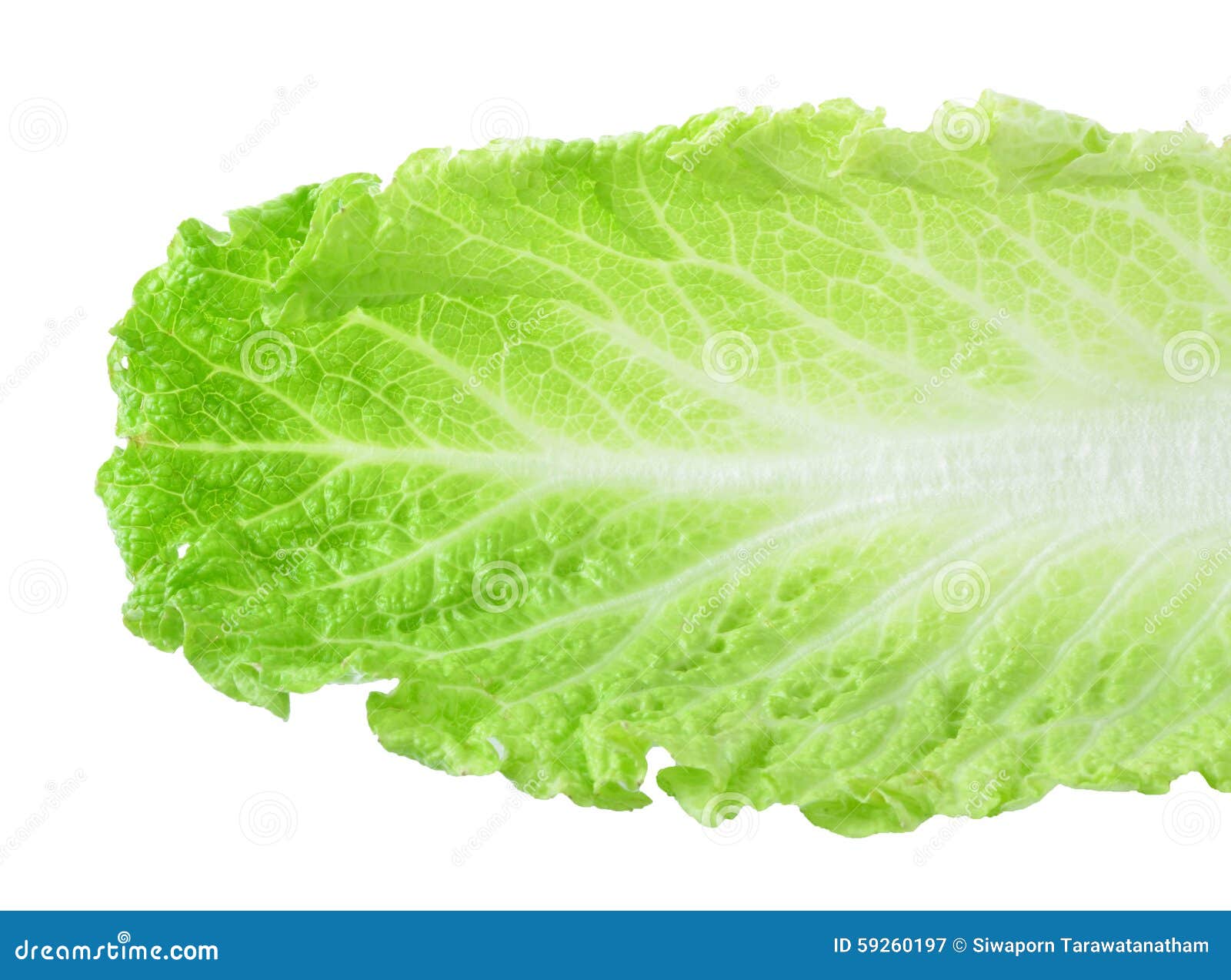 Fresh Lettuce / One Leaf Isolated on White Background Stock Image ...