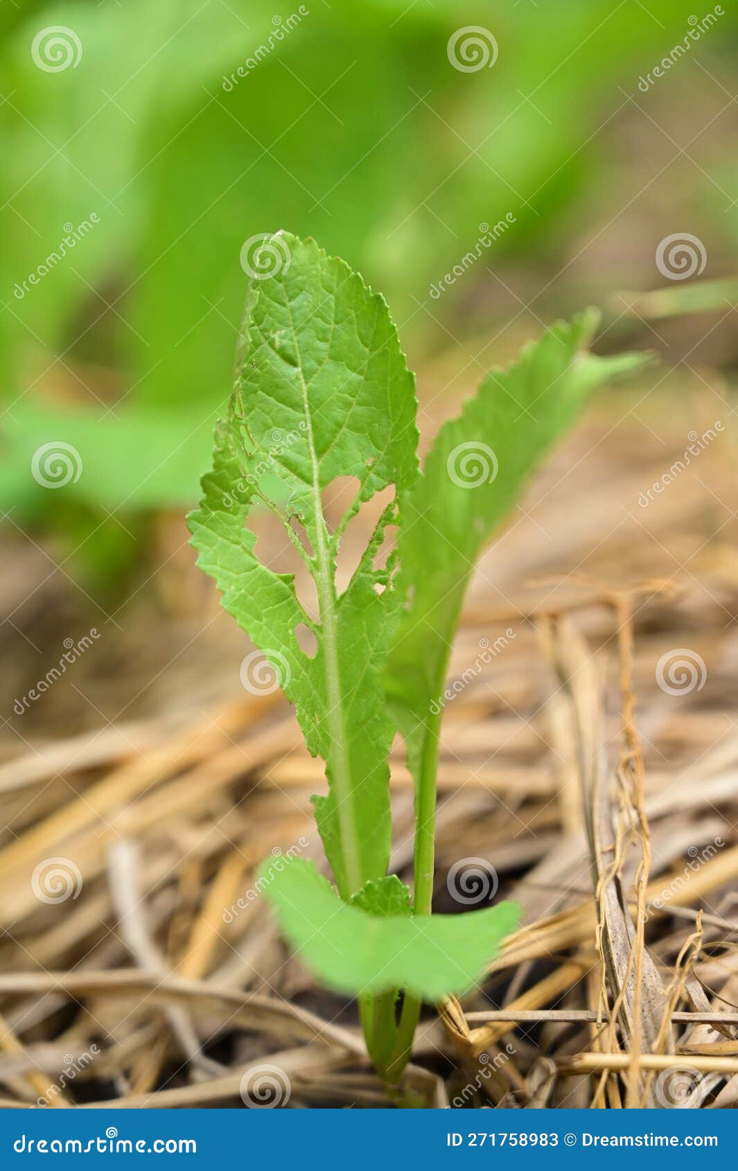 Straw And Soil Lump In Rice Field Before Plant Rice Royalty-Free Stock ...