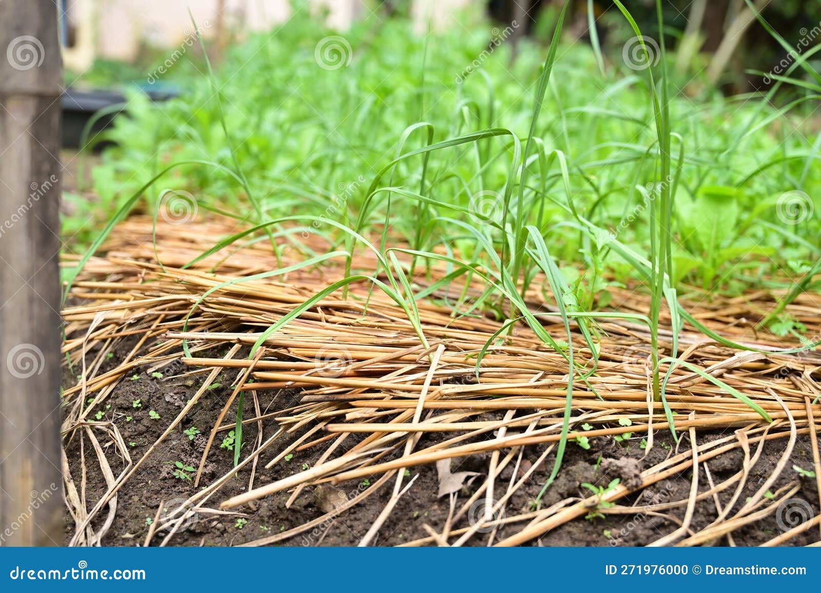 Fresh Lettuce Plant on Straw and Soil Stock Photo - Image of background ...