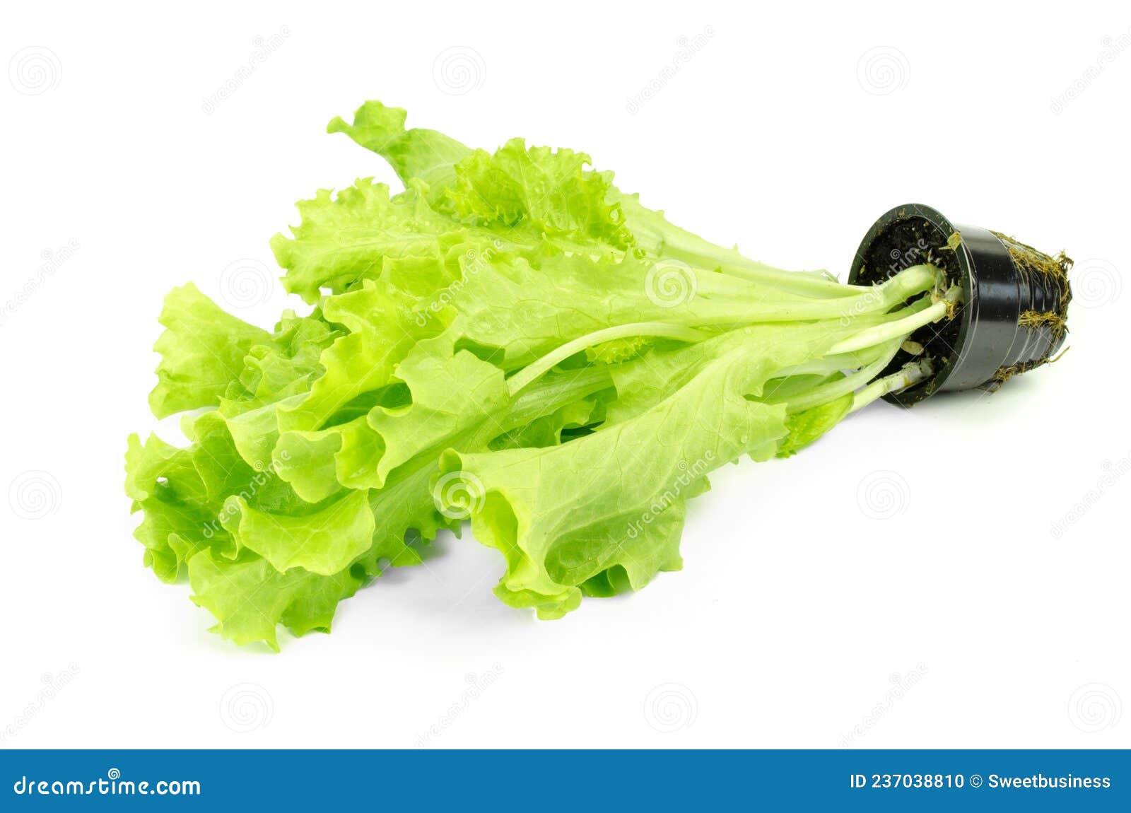 Fresh Lettuce with Roots Isolated on White Stock Photo - Image of ...