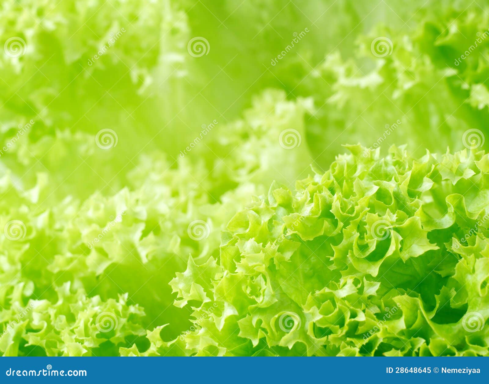 Fresh lettuce texture stock image. Image of color, foliage - 28648645