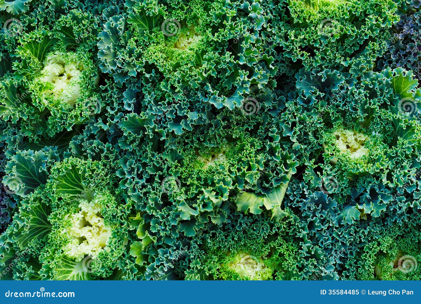 Fresh lettuce texture stock image. Image of texture, ripe - 35584485
