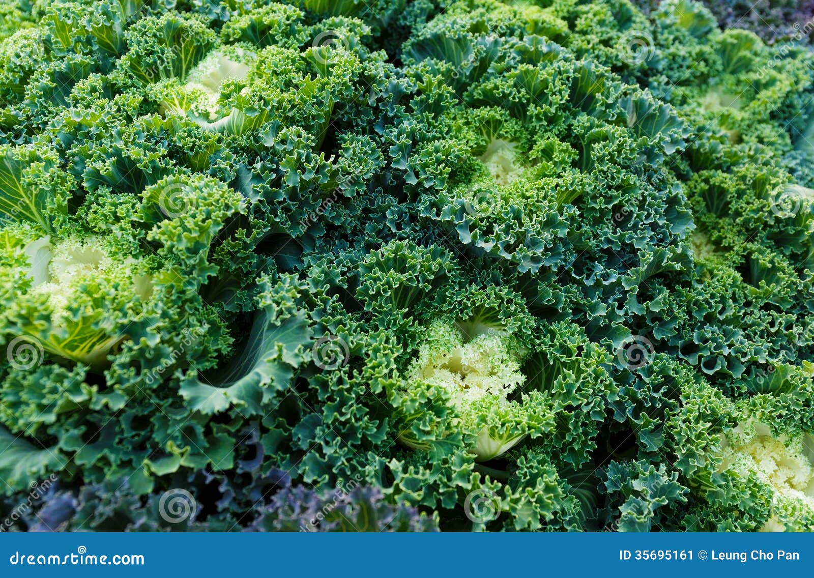 Fresh lettuce texture stock image. Image of green, countryside - 35695161