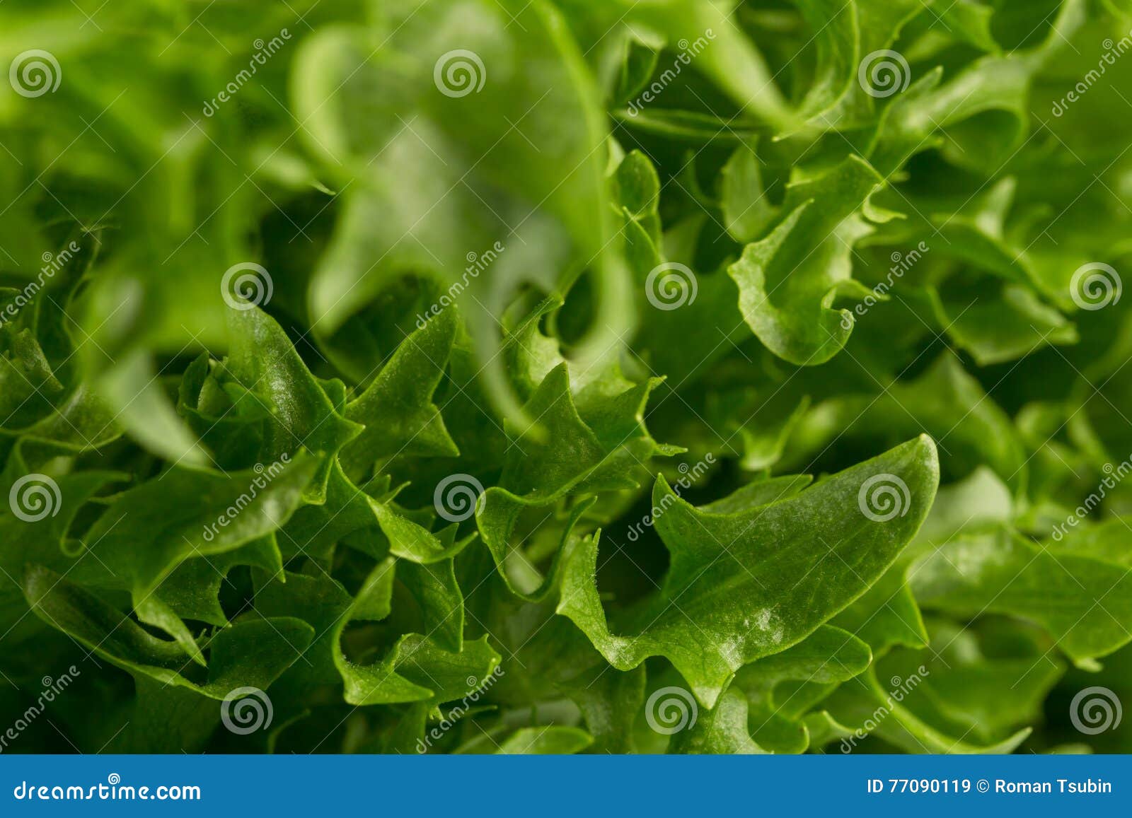 Fresh lettuce texture stock image. Image of healthy, brightly - 77090119