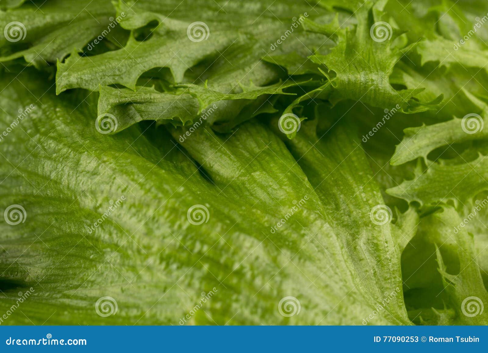 Fresh lettuce texture stock image. Image of color, dieting - 77090253