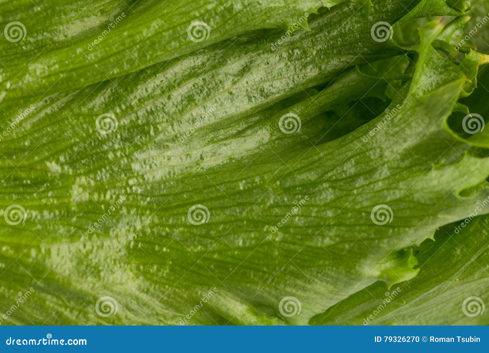 Fresh lettuce texture stock photo. Image of nutrient - 79326270