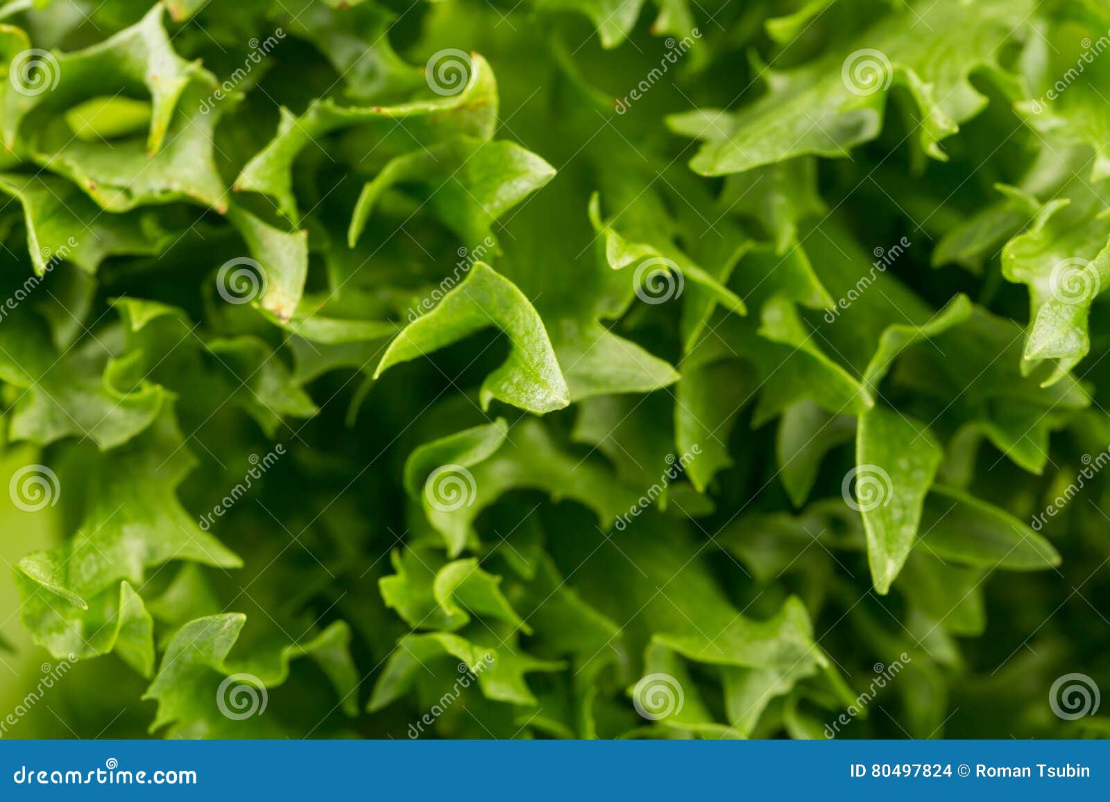 Fresh lettuce texture stock photo. Image of lifestyle - 80497824