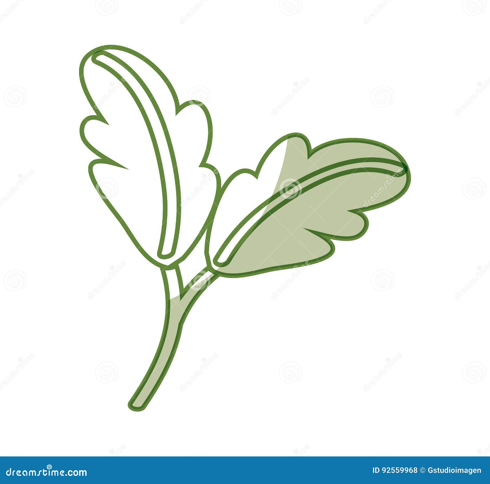 Fresh lettuce vegetable stock vector. Illustration of shadow - 92559968