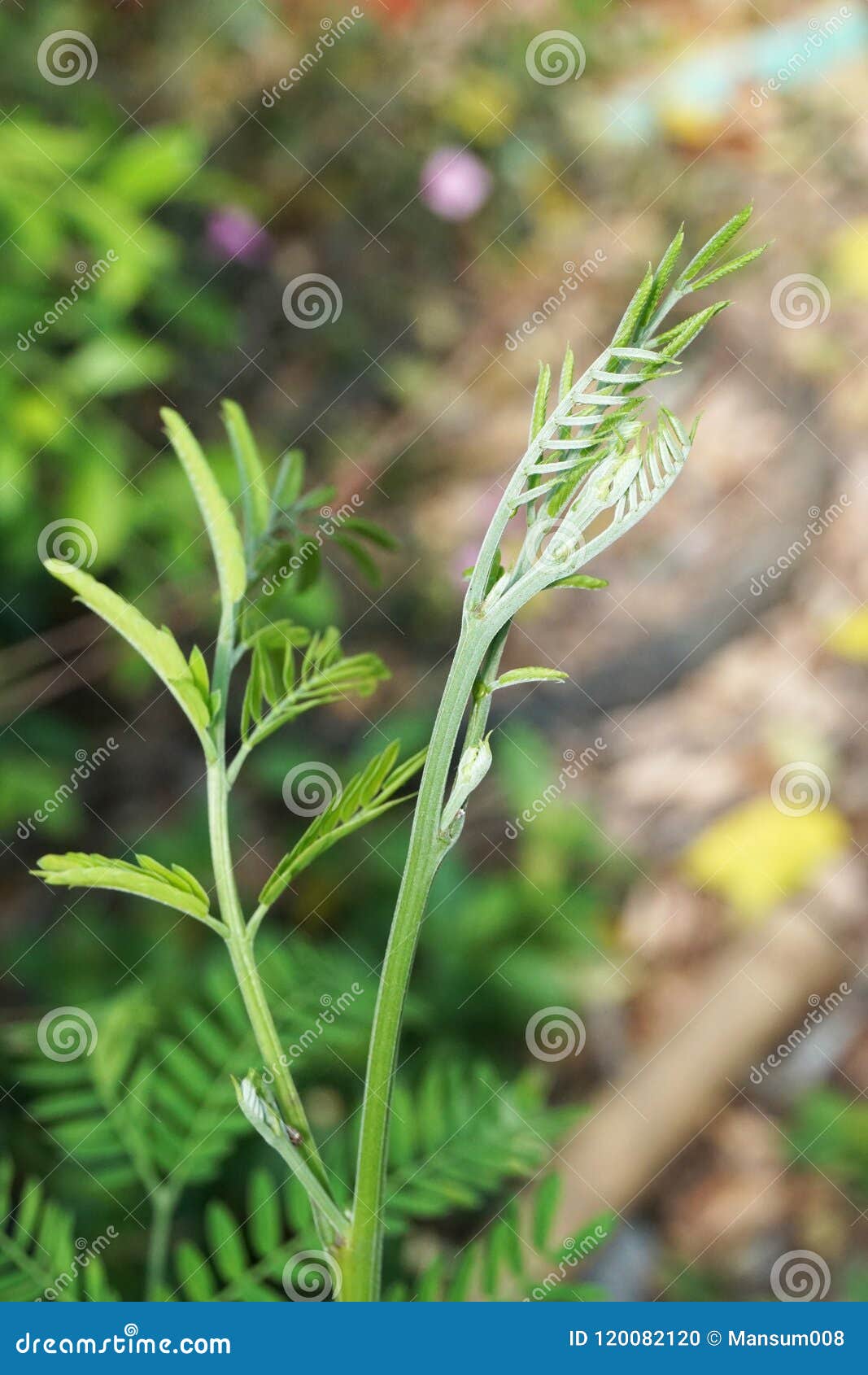 Leucaena Glauca Tree in Nature Garden Stock Photo - Image of natural ...