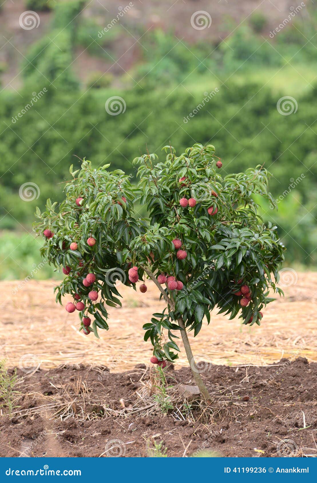 Fresh lichi on tree stock photo. Image of sweet, green - 41199236