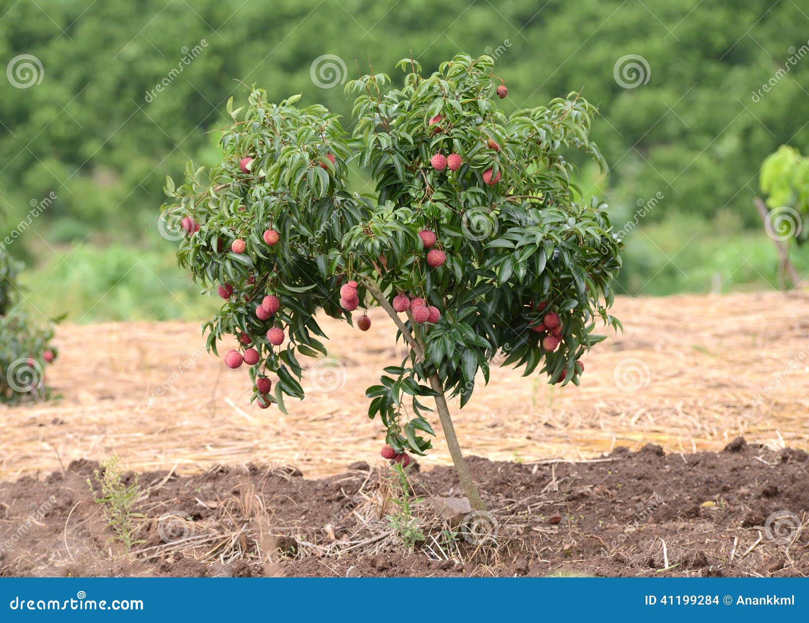 Fresh lichi on tree stock photo. Image of litchi, leechee - 41199284