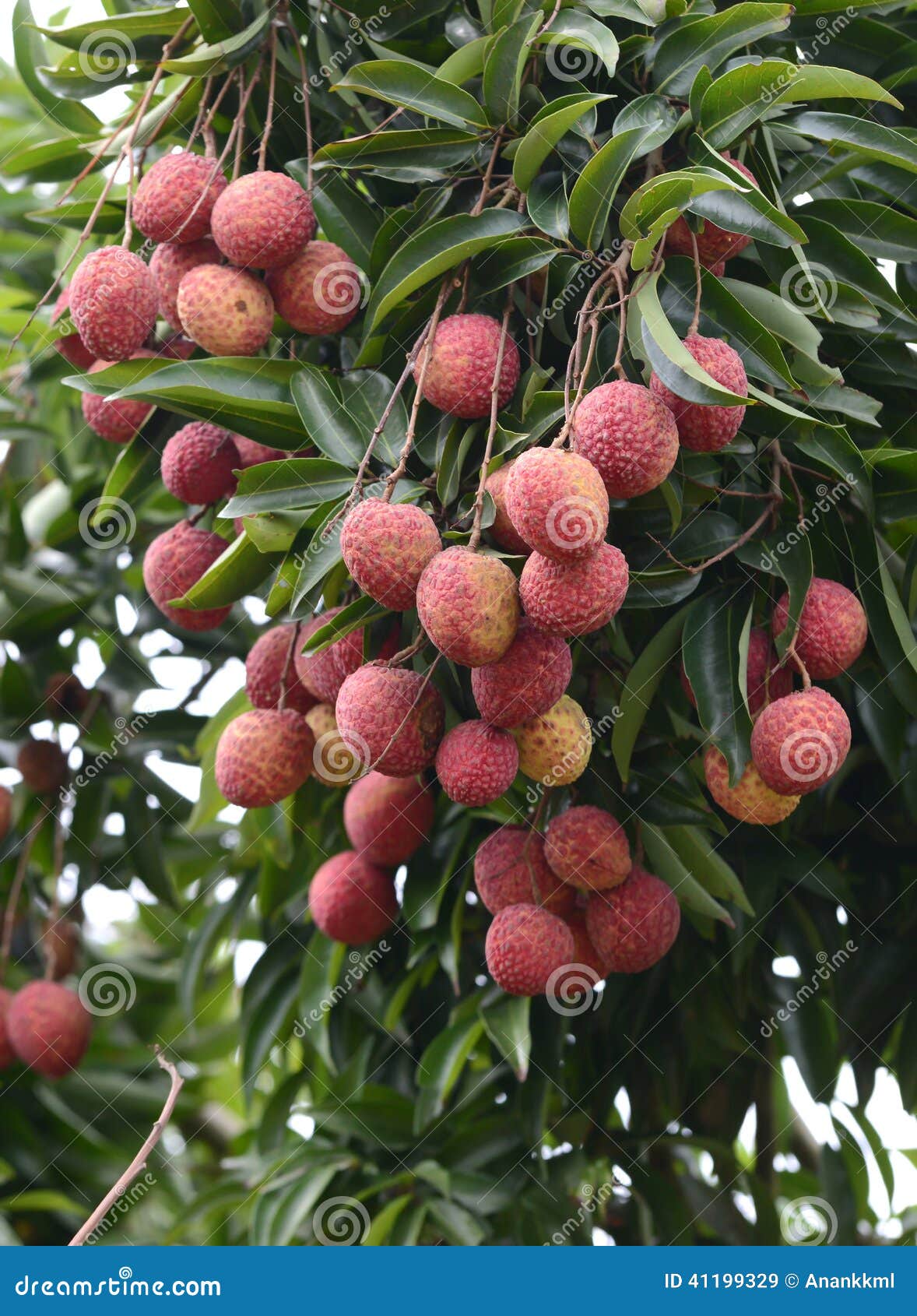 Fresh lichi on tree stock image. Image of fresh, asian - 41199329