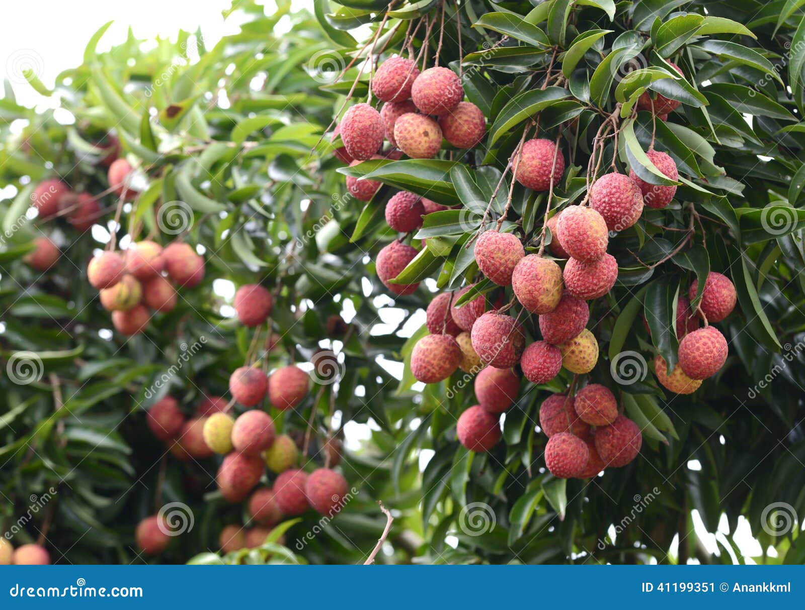 Fresh lichi on tree stock image. Image of asian, healthy - 41199351
