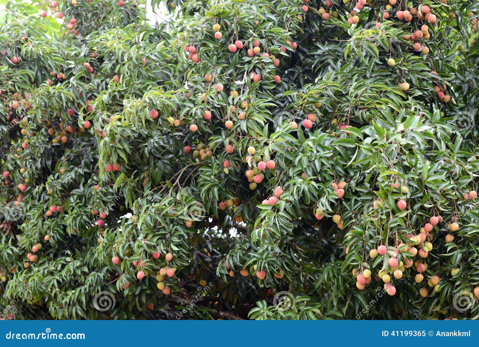 Fresh lichi on tree stock image. Image of bunch, agriculture - 41199365