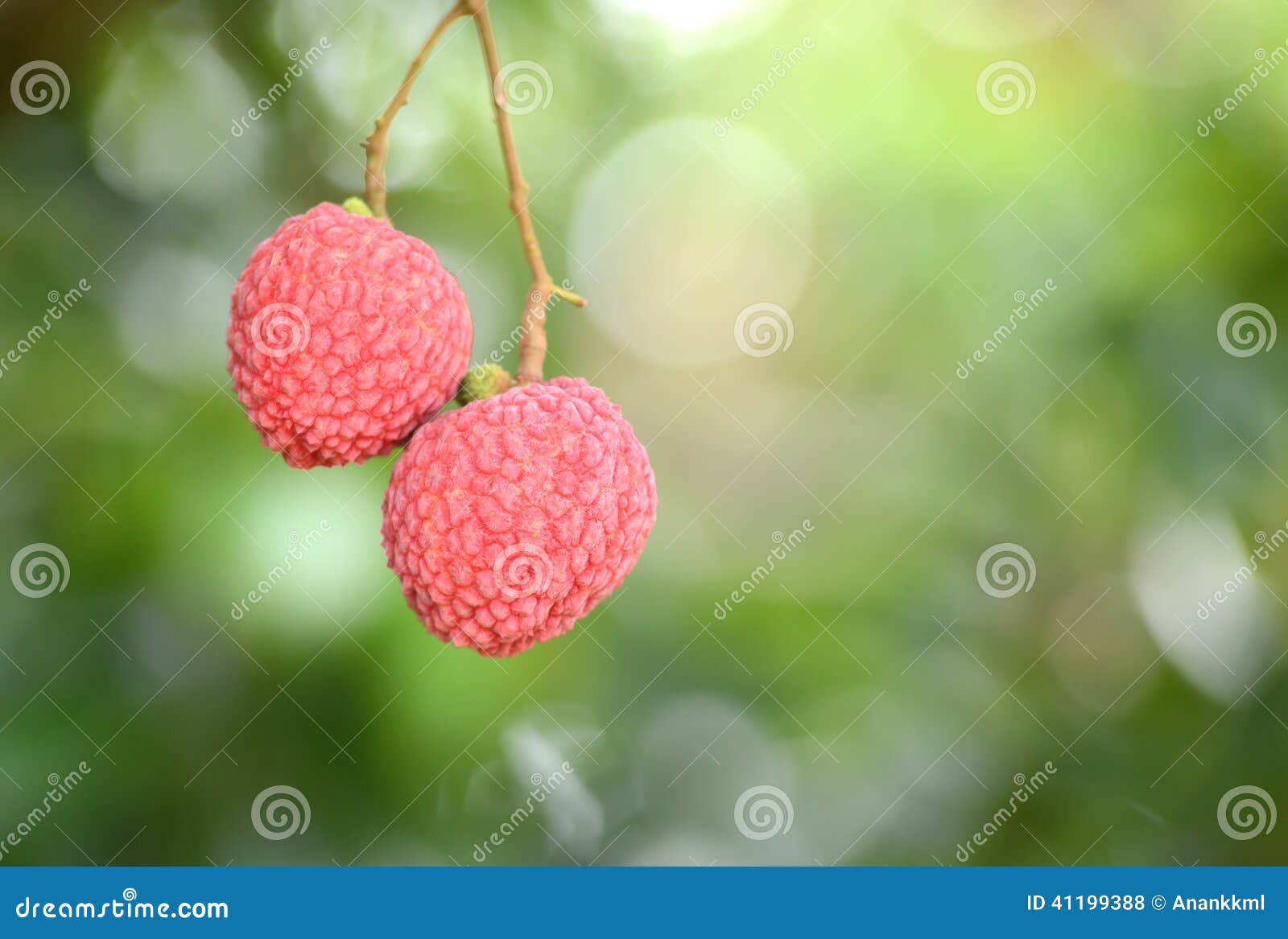 Fresh lichi on tree stock photo. Image of asian, diet - 41199388