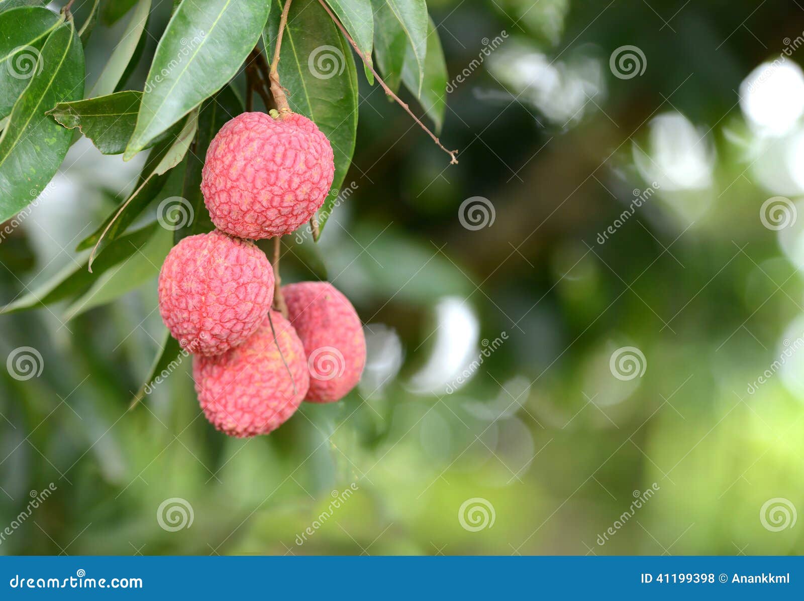 Fresh lichi on tree stock photo. Image of orchard, pink - 41199398