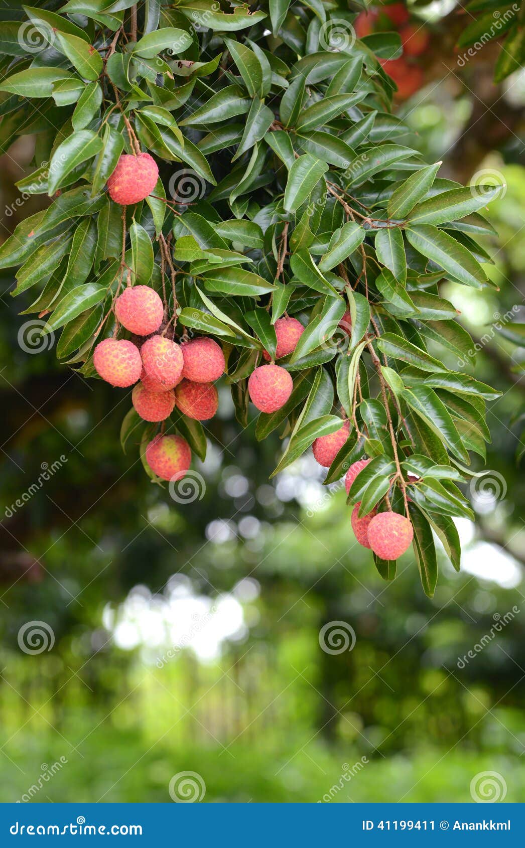 Fresh lichi on tree stock image. Image of orchard, exotic - 41199411
