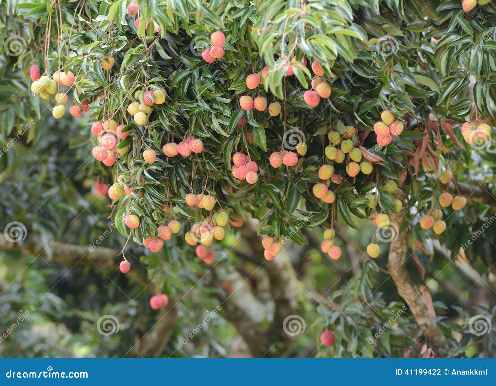 Fresh lichi on tree stock photo. Image of delicious, tree - 41199422