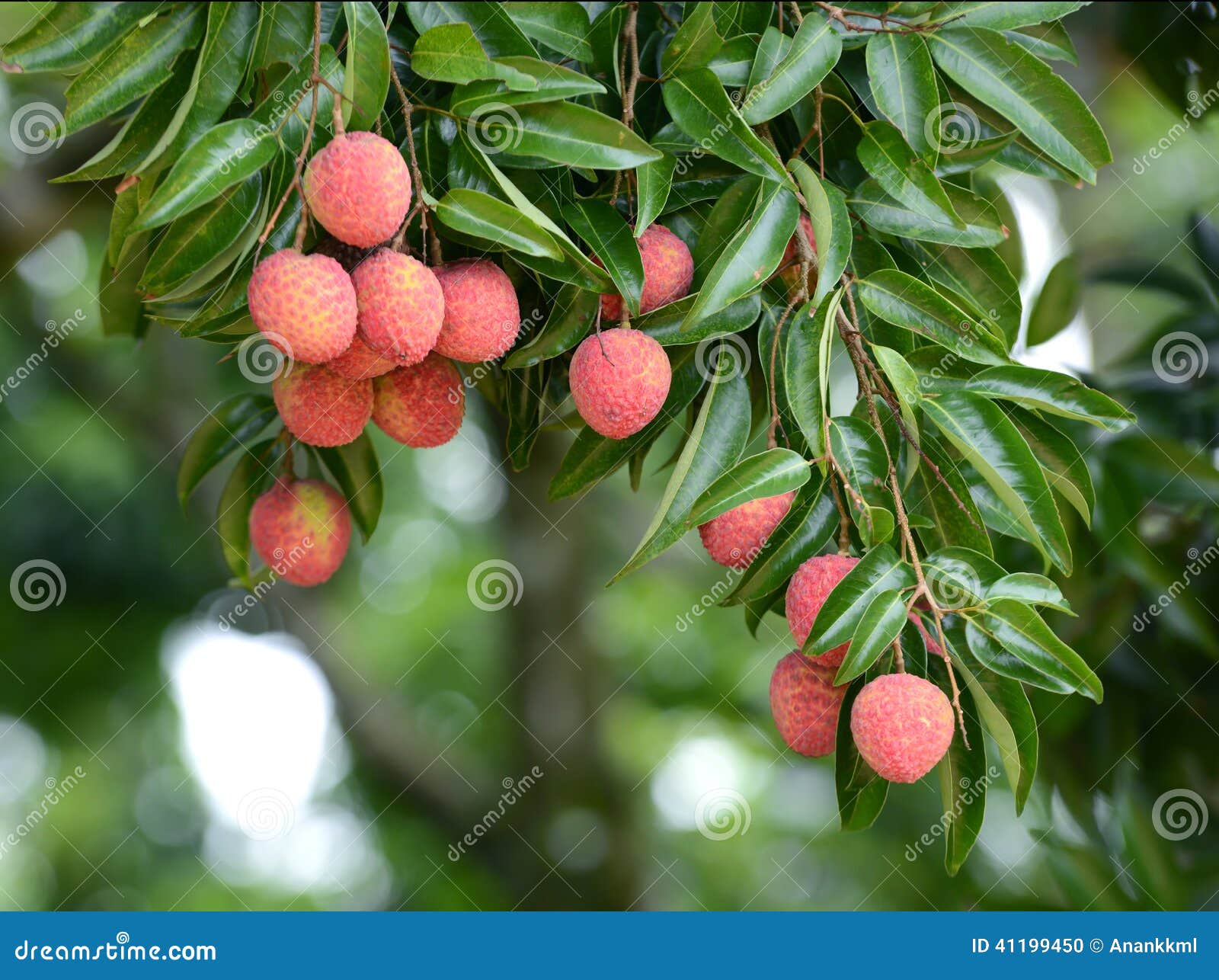 Fresh lichi on tree stock photo. Image of fresh, ripe - 41199450