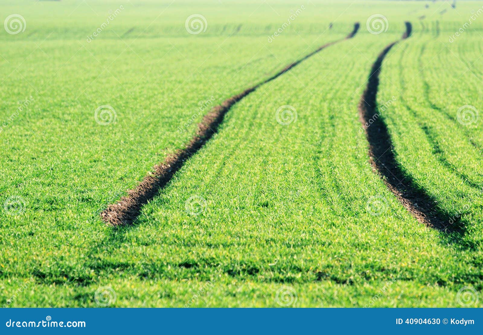 Fresh Light Green Agriculture Field Background Stock Images - Download ...