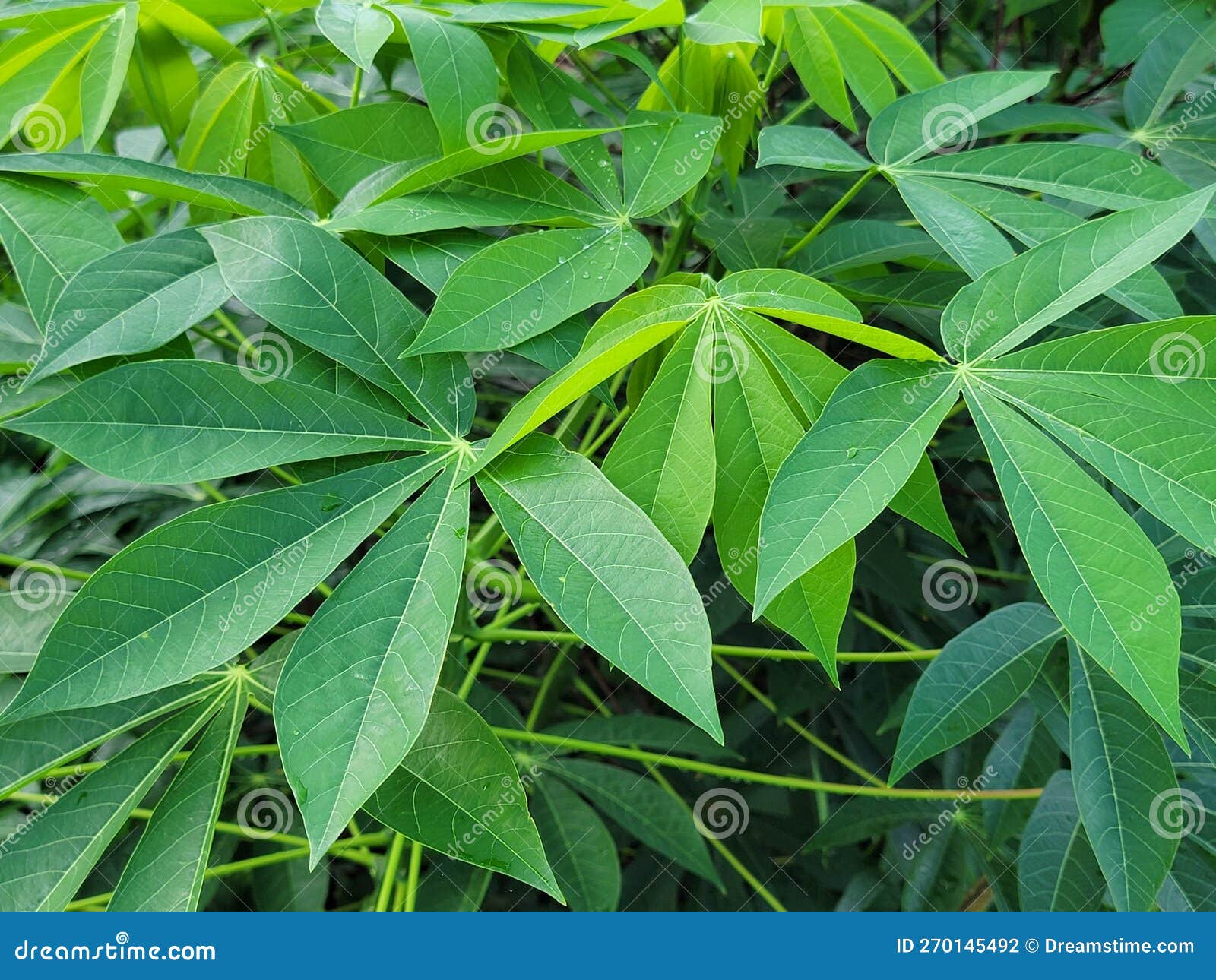 Fresh Light Green Cassava Leaves Stock Photo - Image of leaf, tree ...