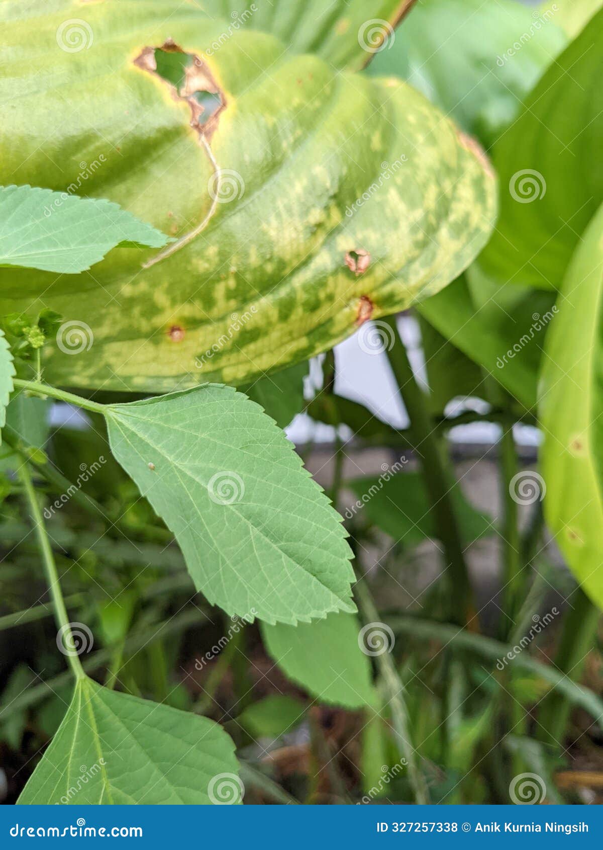 Fresh Light Green Leaf with a Touch of Brown, Indicating a Minor ...